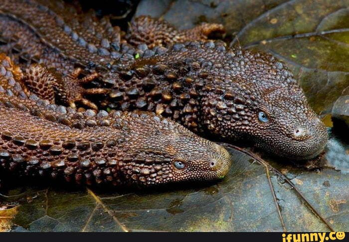 Earless_monitor_lizard memes. Best Collection of funny Earless_monitor ...