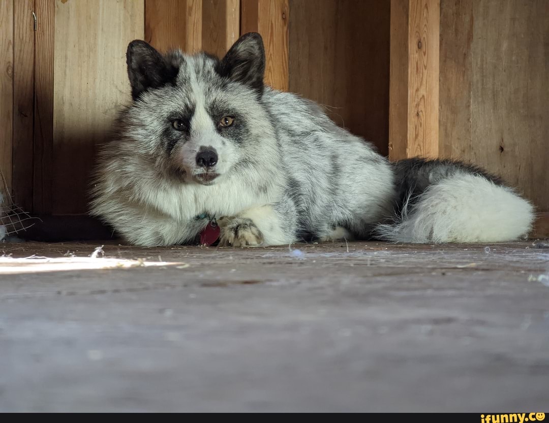 Tfm_malachi memes. Best Collection of funny Tfm_malachi pictures on iFunny