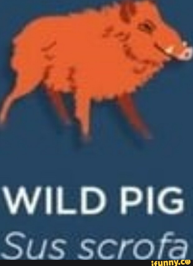 Scrofa memes. Best Collection of funny Scrofa pictures on iFunny