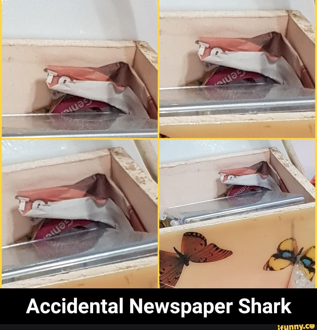 Accidental Newspaper Shark - Accidental Newspaper Shark - iFunny