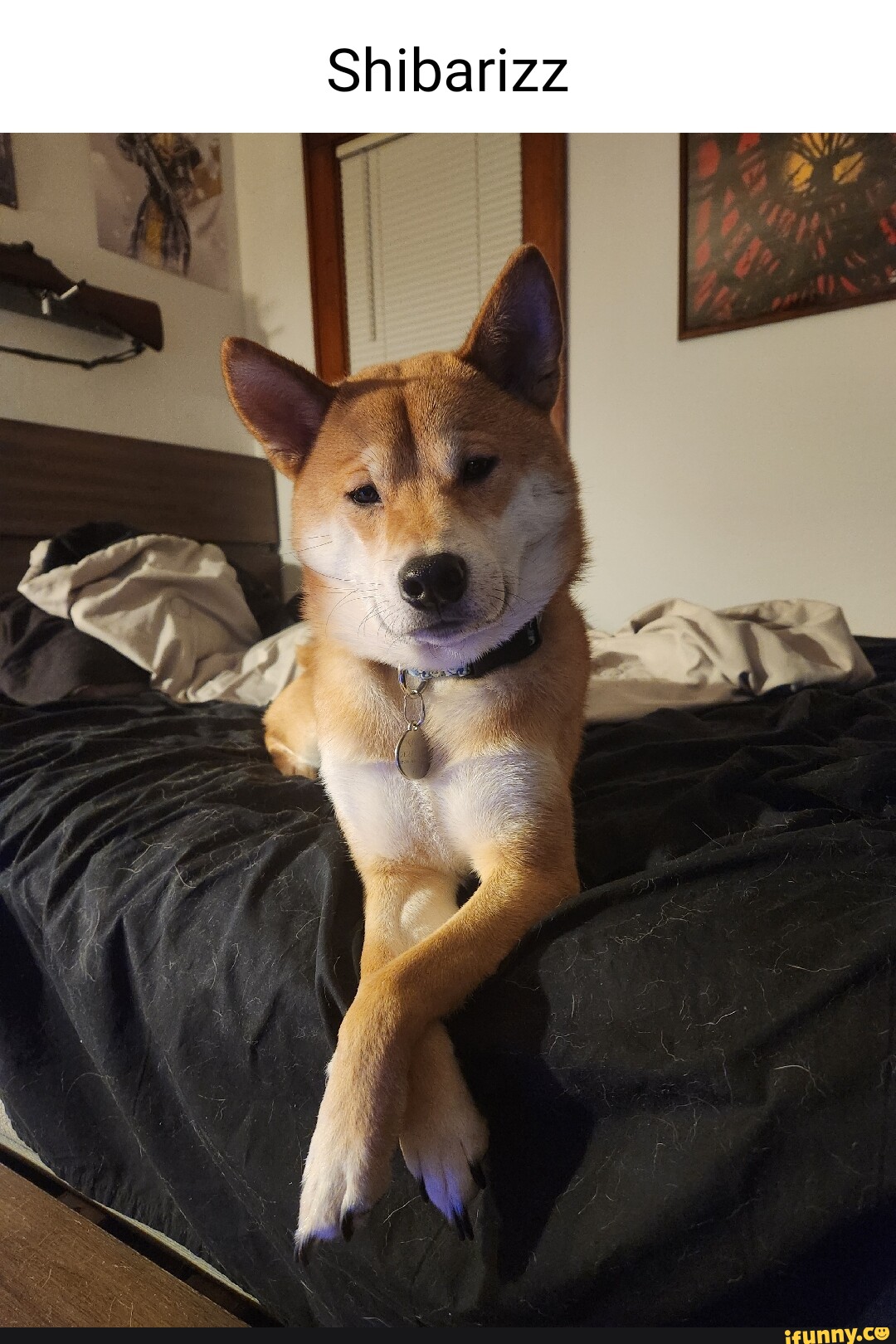 Shiba memes. Best Collection of funny Shiba pictures on iFunny