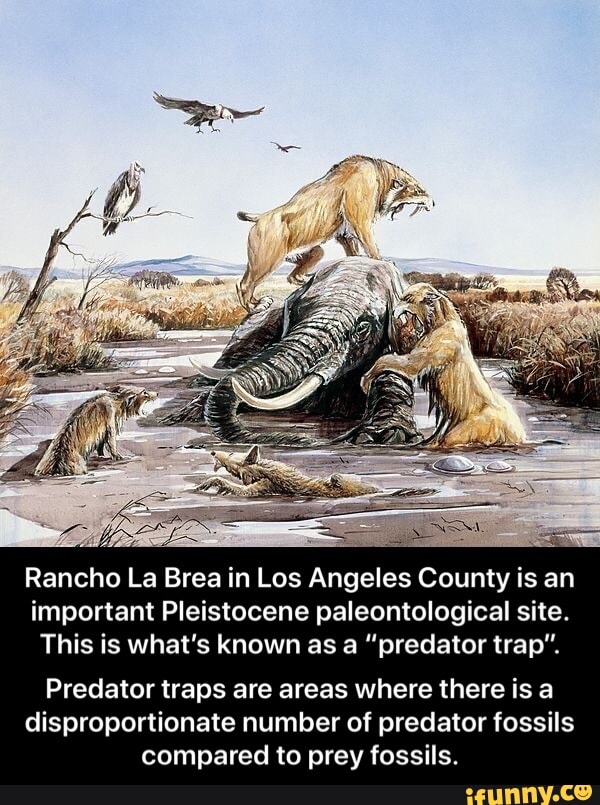 Rancho La Brea in Los Angeles County is an important Pleistocene ...