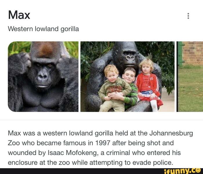 Max : Western lowland gorilla ar Max was a western lowland gorilla held ...