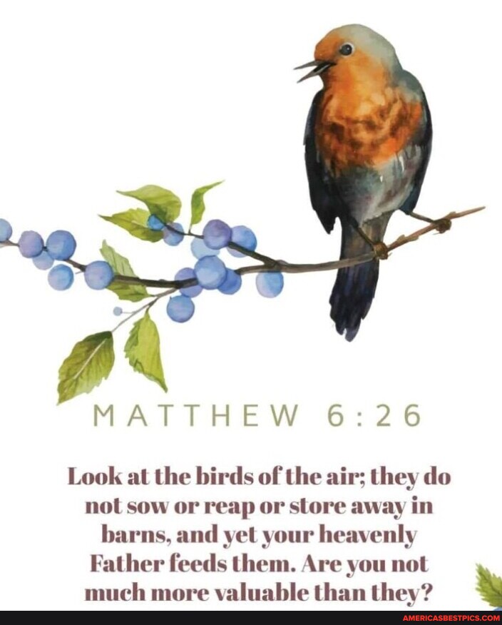 MATTHEW Look at the birds of the air; they do not sow or reap or store ...