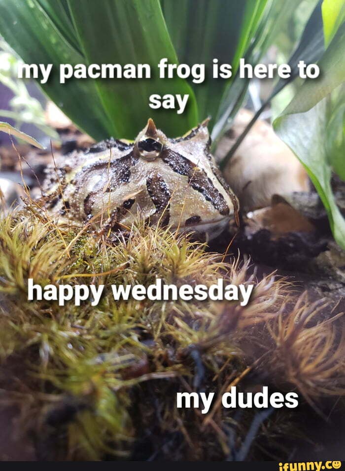 QS imy pacman frog is here to say happy wednesday my dudes - iFunny
