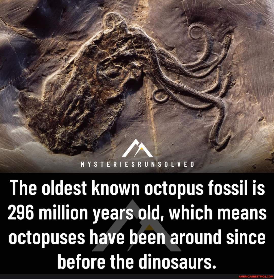 IN MYSTERIESRUNSOLVEOD The oldest known octopus fossil is 296 million ...
