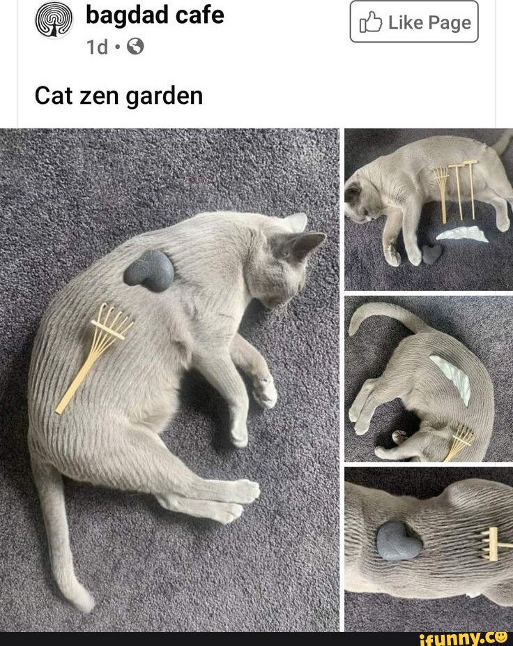 Bagdad cafe Like Page Ide Cat zen garden - iFunny