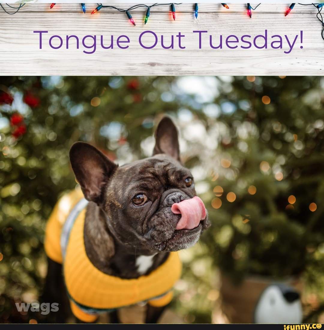 Tongue Out Tuesday - Holiday Edition! 📸: Jessica Giguere - Tongue Out ...