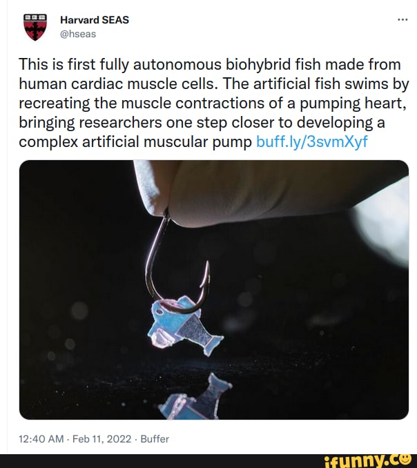 Harvard SEAS This is first fully autonomous biohybrid fish made from ...