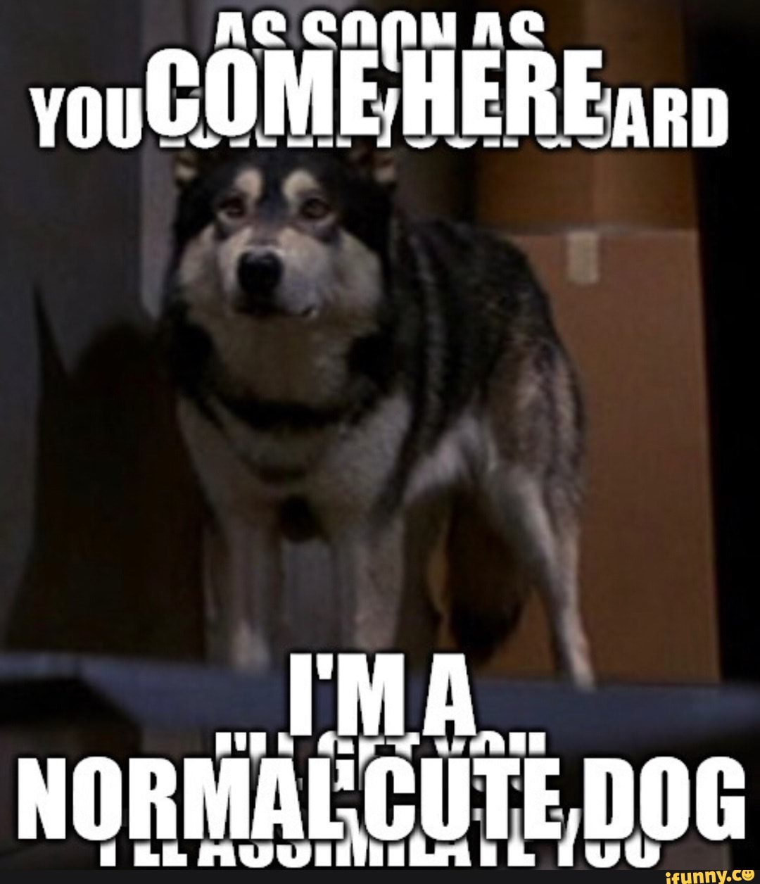 Ae ennaMNae AMA... NORMAL CUTE DOG - iFunny