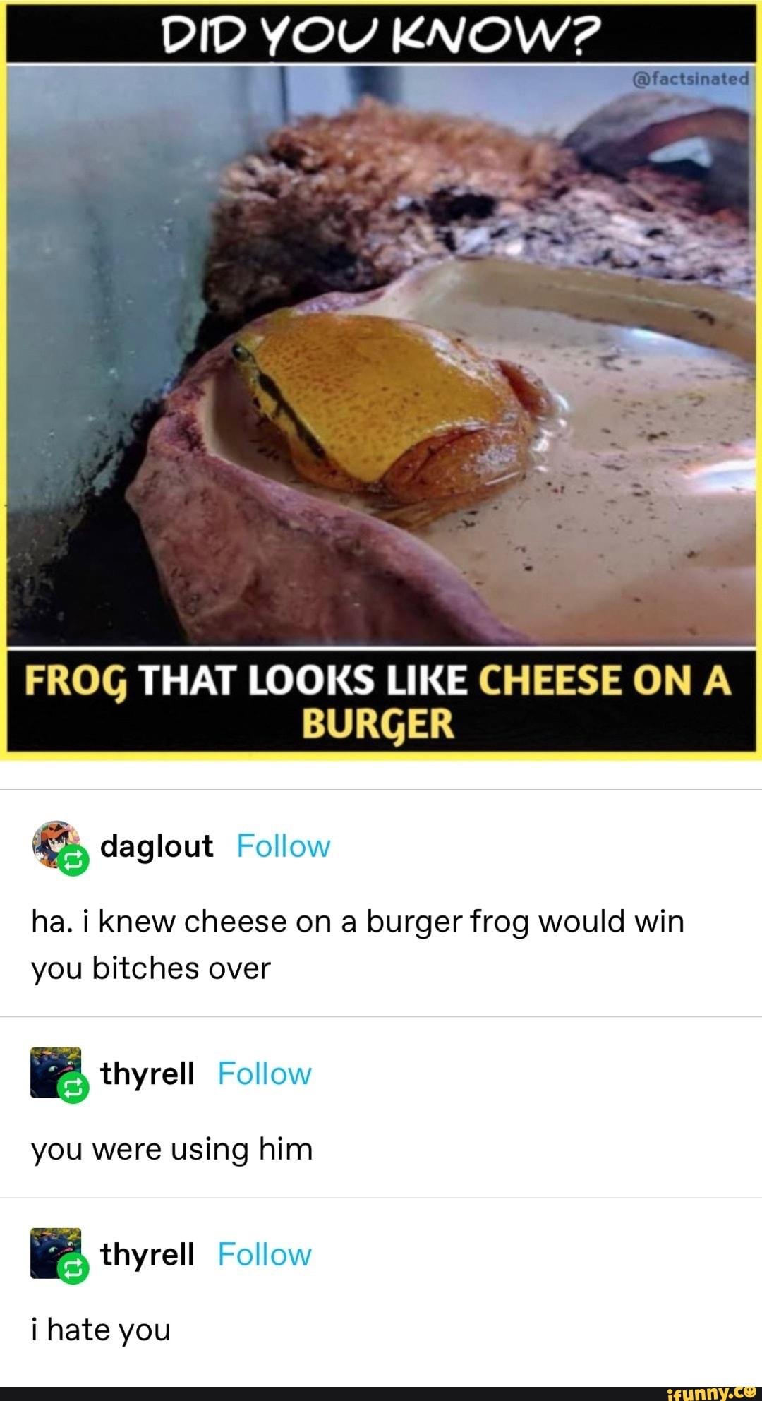 DID YOU KNOW? FROG THAT LOOKS LIKE CHEESE ON A BURGER ha. i knew cheese ...