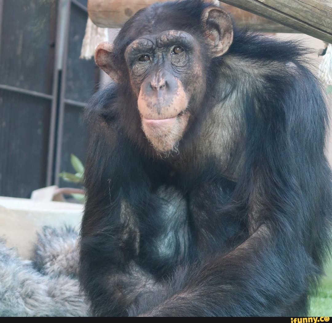 Chimp memes. Best Collection of funny Chimp pictures on iFunny