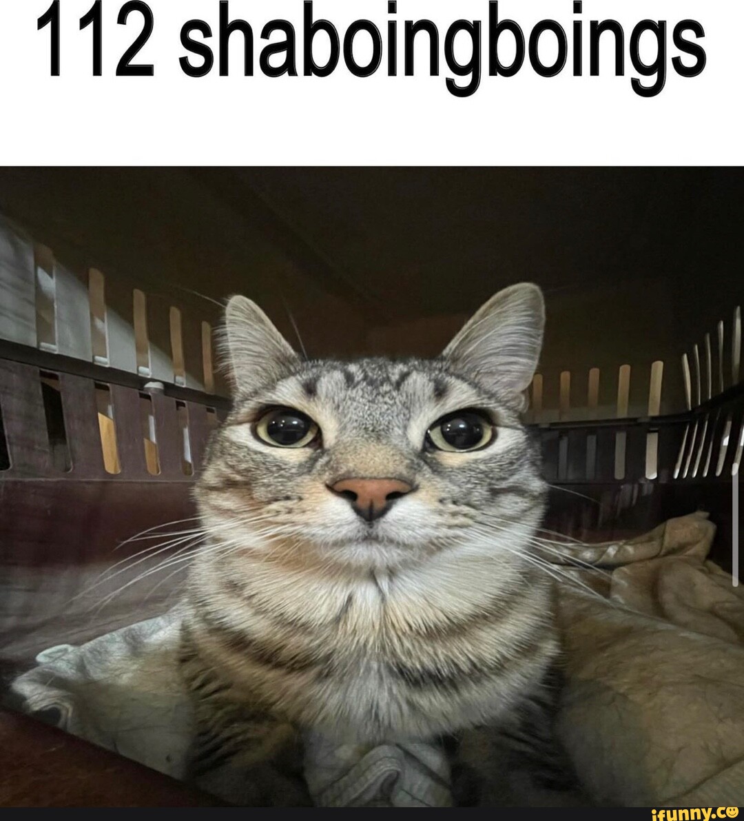 Shaboingboings memes. Best Collection of funny Shaboingboings pictures ...