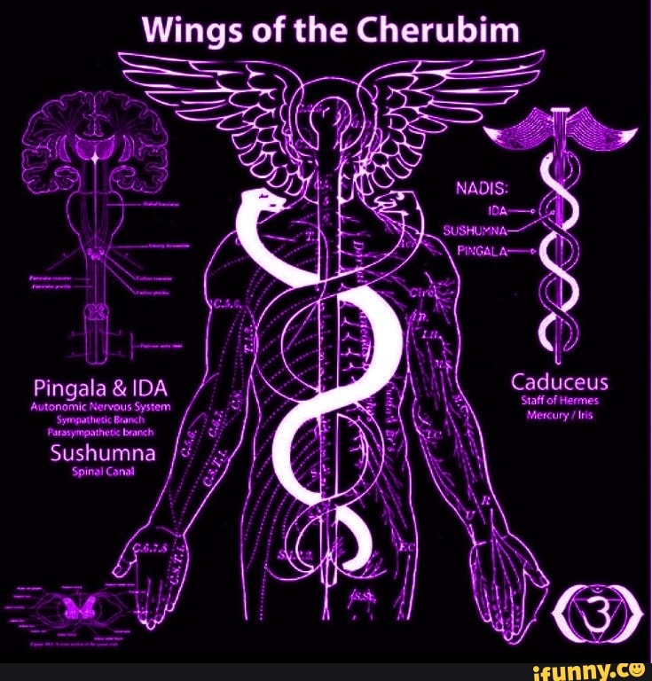 Wings of the Cherubim Caduceus Pingala & IDA Autonomic Nervous System ...