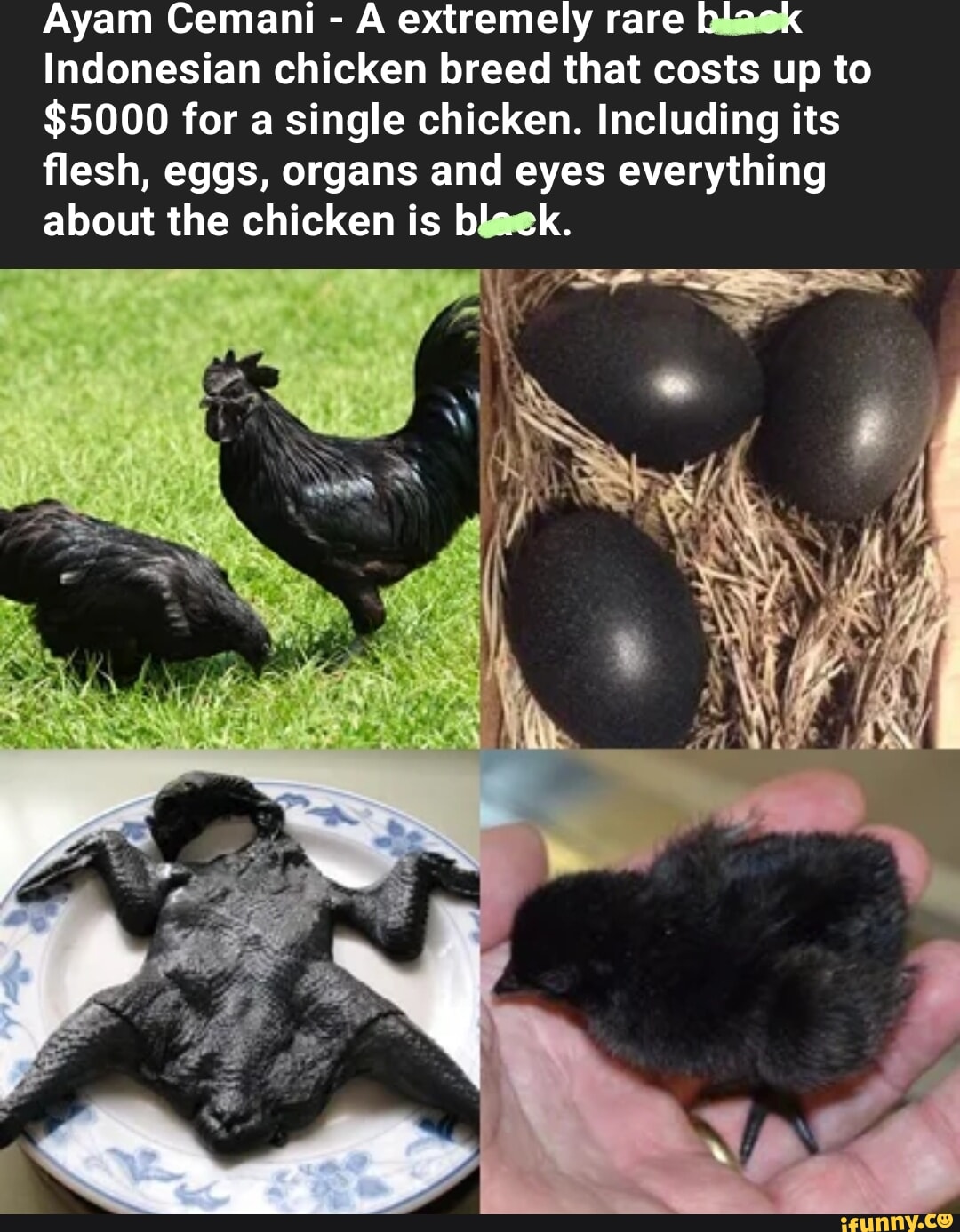 Ayam Cemani - A extremely rare Indonesian chicken breed that costs up ...