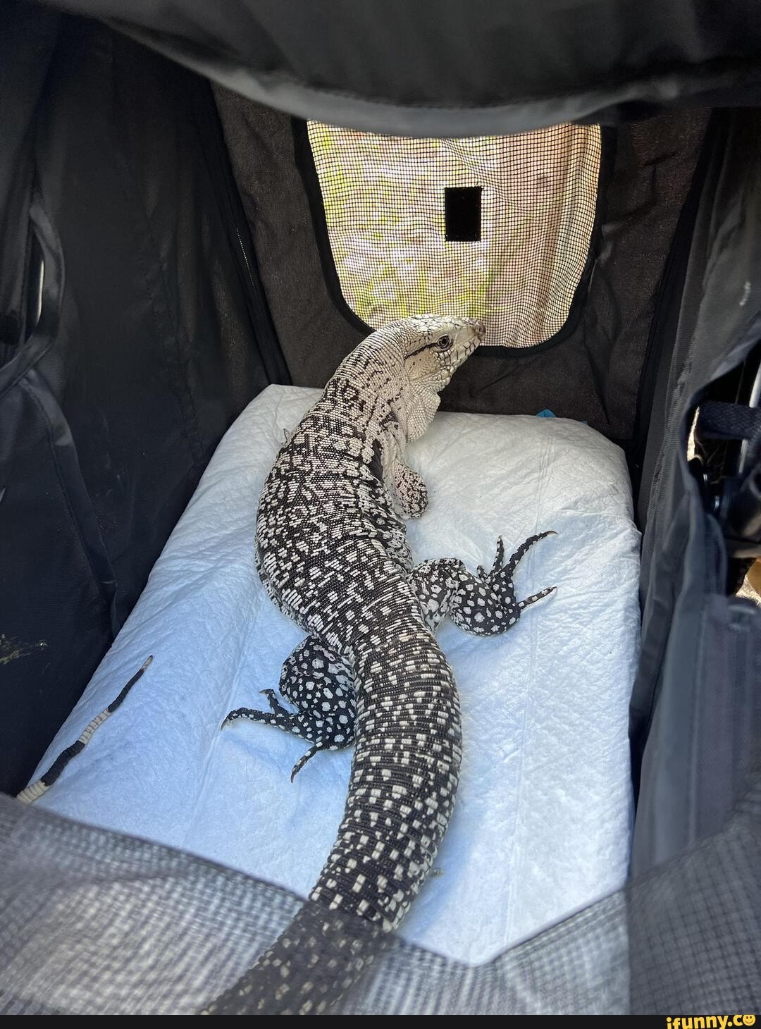 Tegu memes. Best Collection of funny Tegu pictures on iFunny