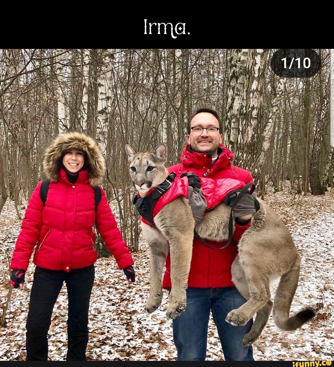 Puma memes. Best Collection of funny Puma pictures on iFunny