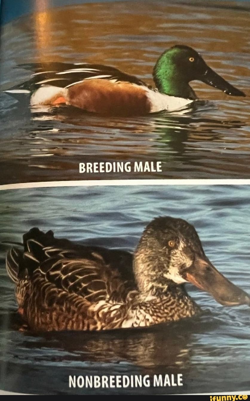 Breeding Male Nonbreeding Male Ifunny Brazil
