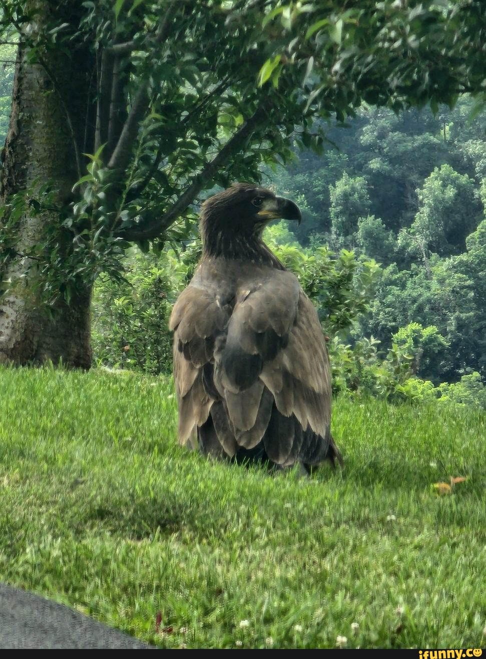 Bald_eagle memes. Best Collection of funny Bald_eagle pictures on iFunny