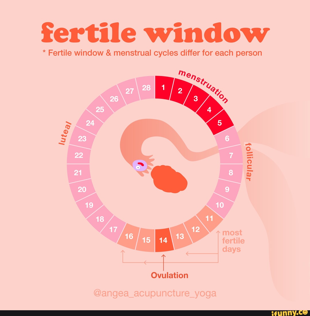 Fertile window * Fertile window & menstrual cycles differ for each ...