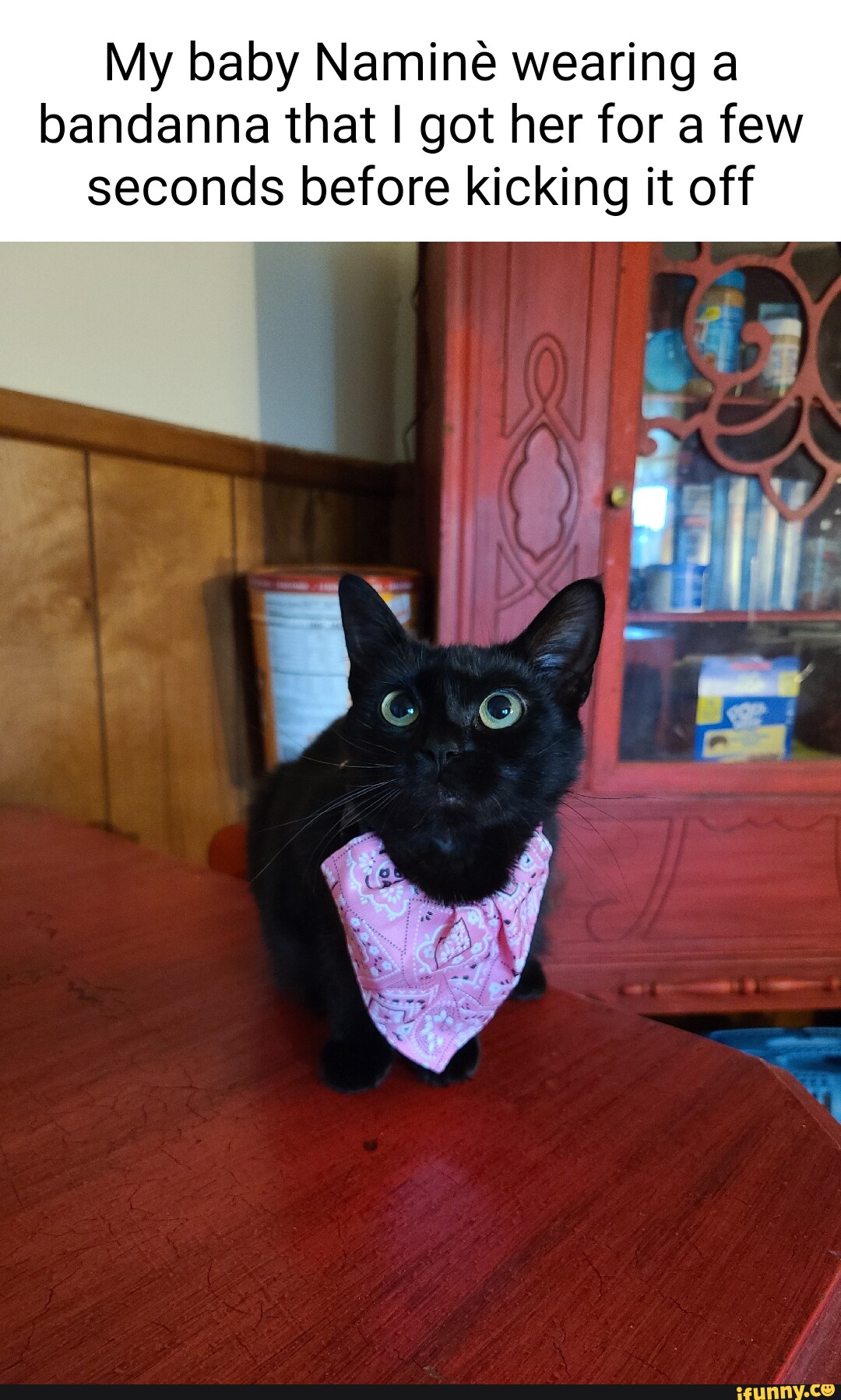 My baby Namine wearing a bandanna that I got her for a few seconds ...