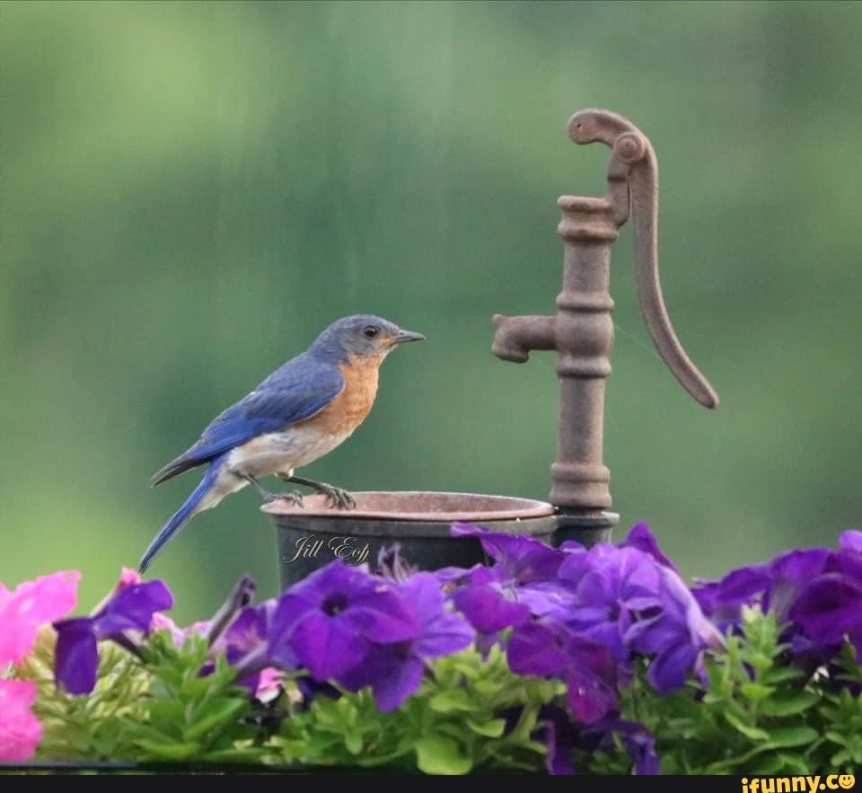 Bluebird memes. Best Collection of funny Bluebird pictures on iFunny