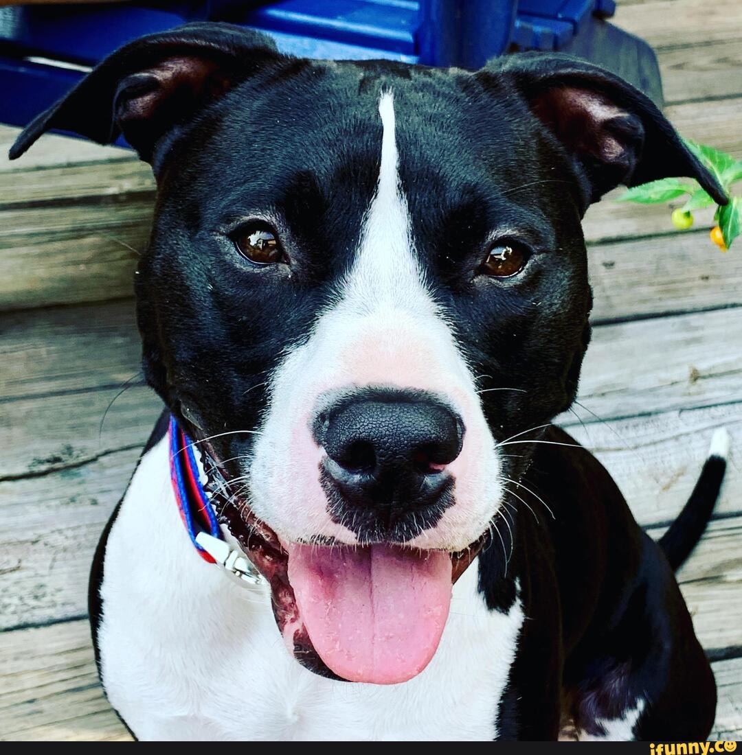 Pibble memes. Best Collection of funny Pibble pictures on iFunny