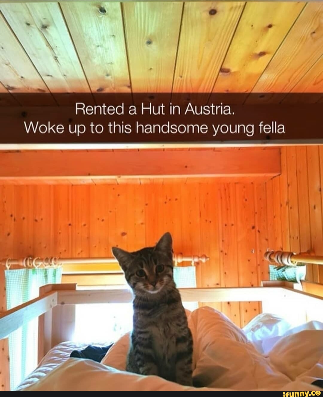 Rented a Hut in Austria. Woke up to this handsome young fella - iFunny