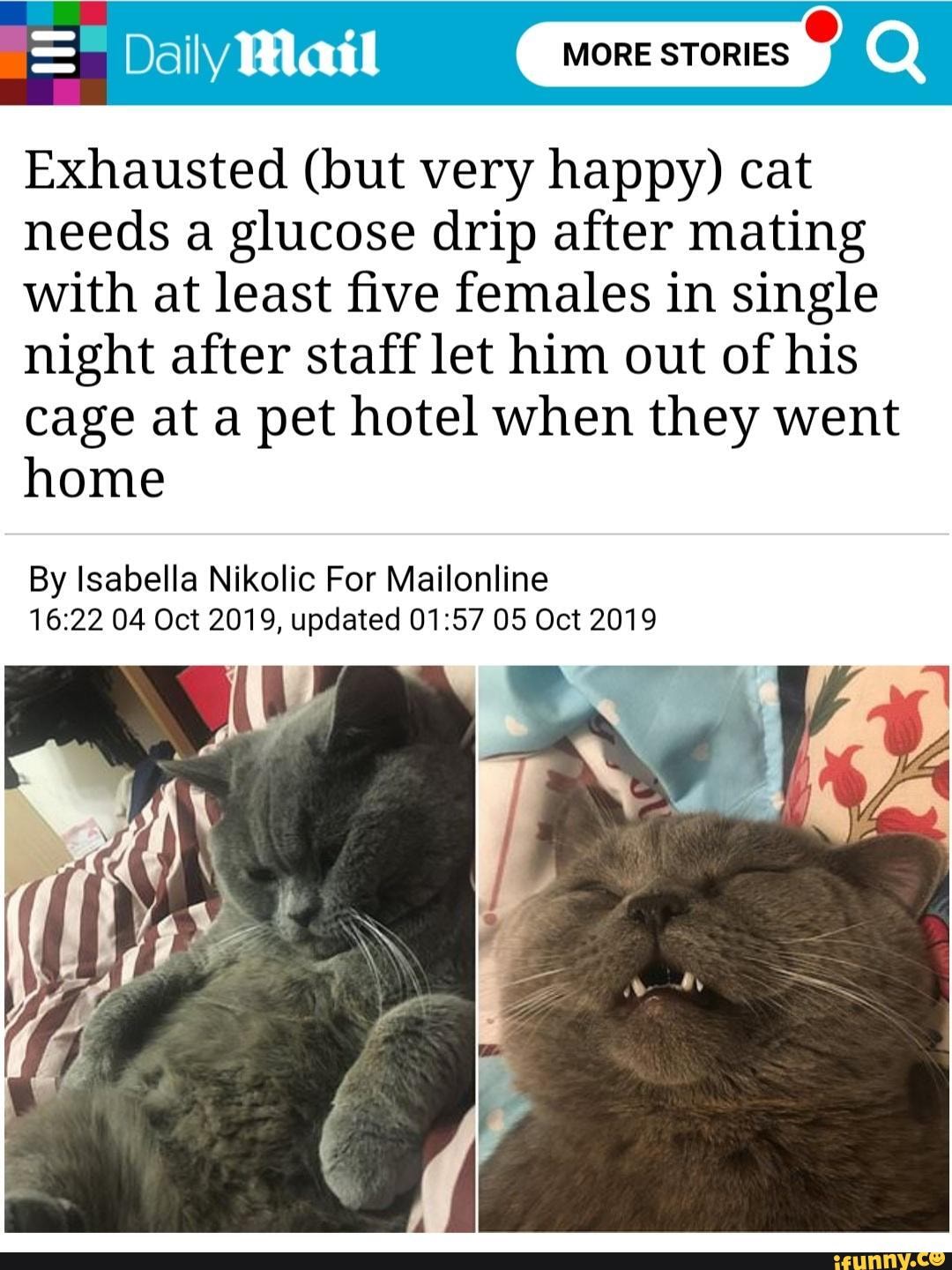 Happy_cat memes. Best Collection of funny Happy_cat pictures on iFunny