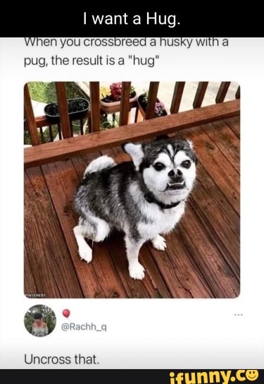 Nusky memes. Best Collection of funny Nusky pictures on iFunny