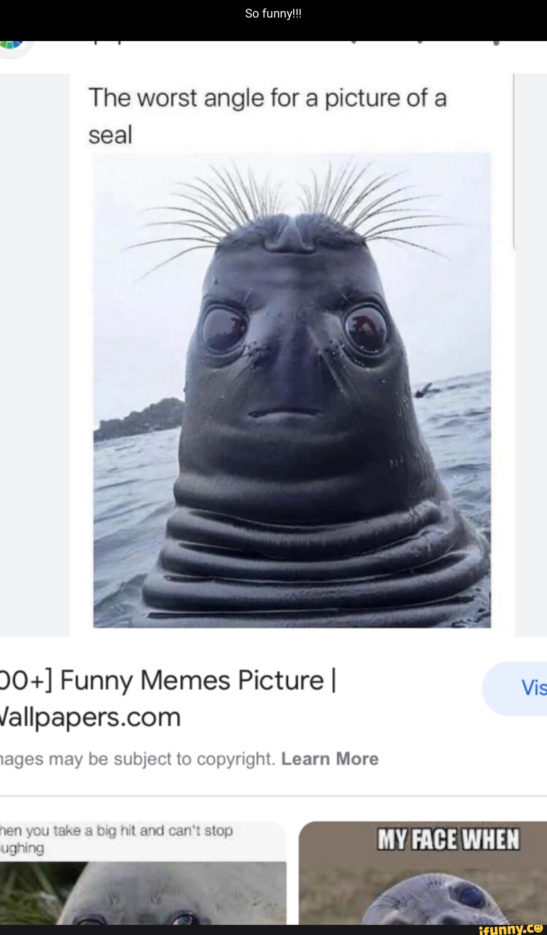 So funny!!! The worst angle for a picture of a seal I 10+] Funny Memes ...