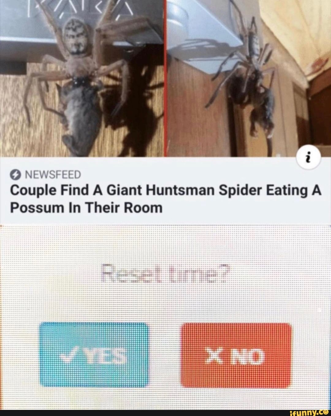 NEWSFEED Couple Find A Giant Huntsman Spider Eating A Possum In Their ...