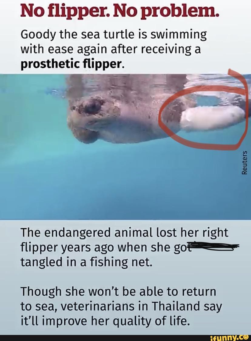 No flipper. No problem. Goody the sea turtle is swimming with ease ...