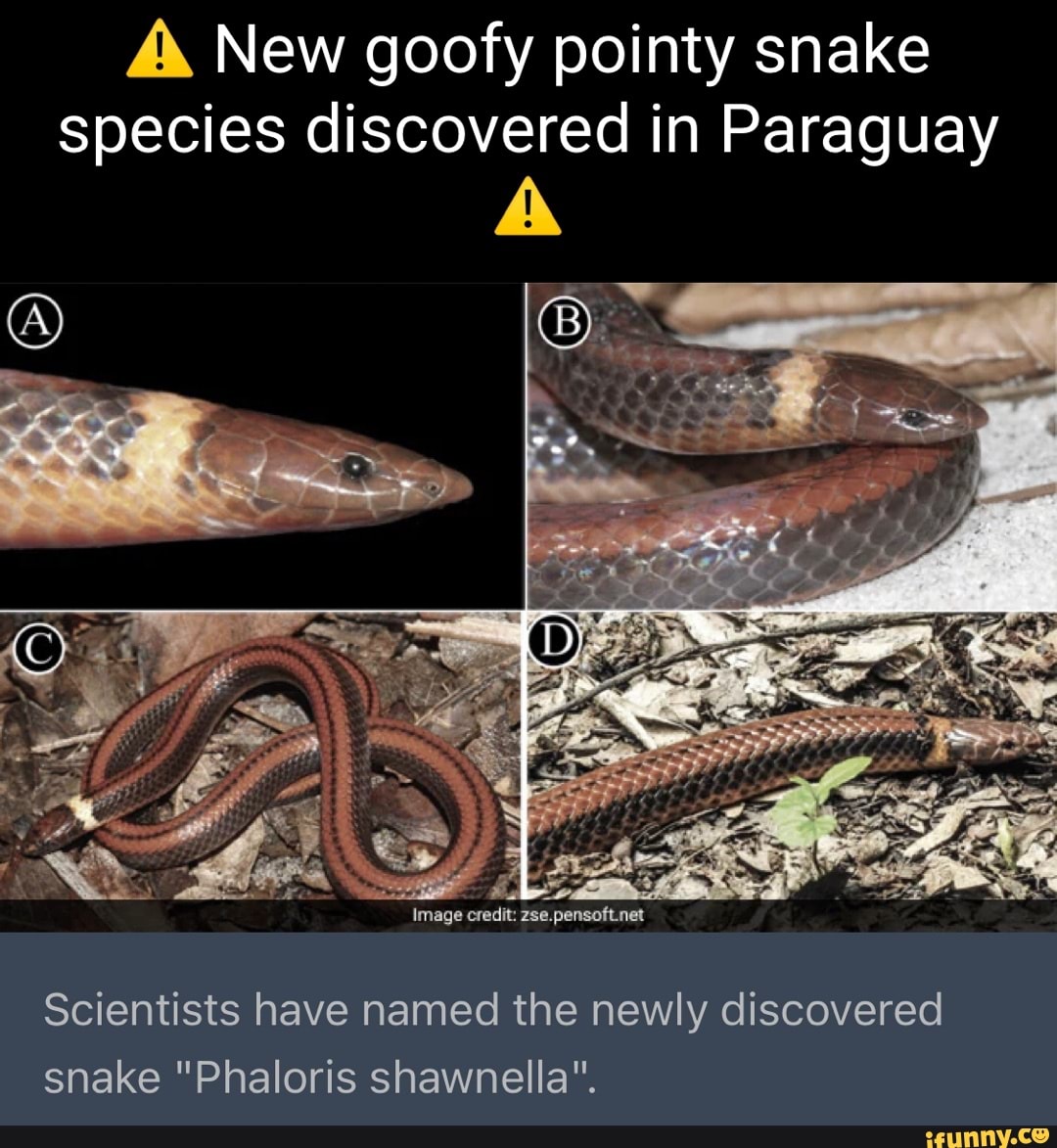 A New goofy pointy snake species discovered in Paraguay Image credit ...