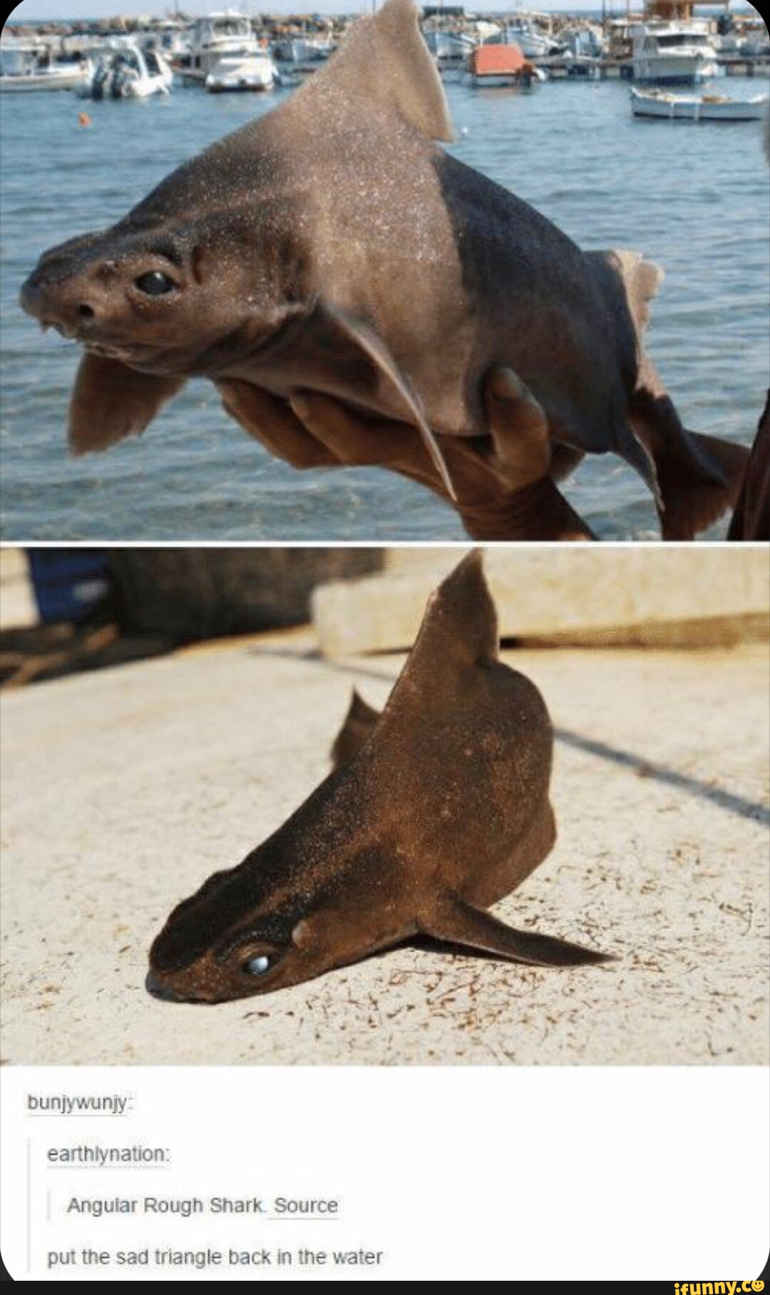 Angular memes. Best Collection of funny Angular pictures on iFunny