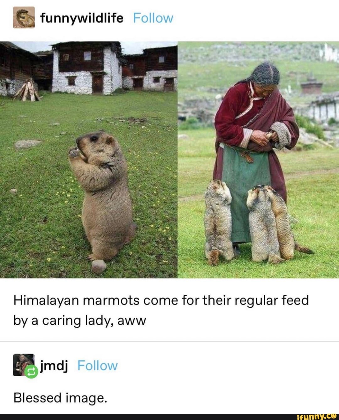Marmots memes. Best Collection of funny Marmots pictures on iFunny