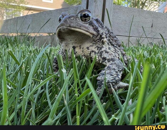 Deflector memes. Best Collection of funny Deflector pictures on iFunny