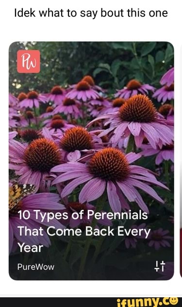 Perennials memes. Best Collection of funny Perennials pictures on iFunny