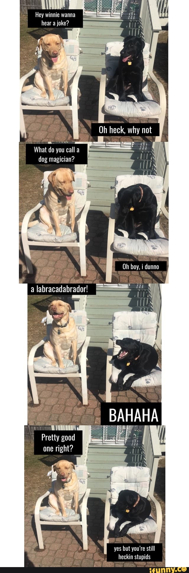 Labracadabrador memes. Best Collection of funny Labracadabrador ...