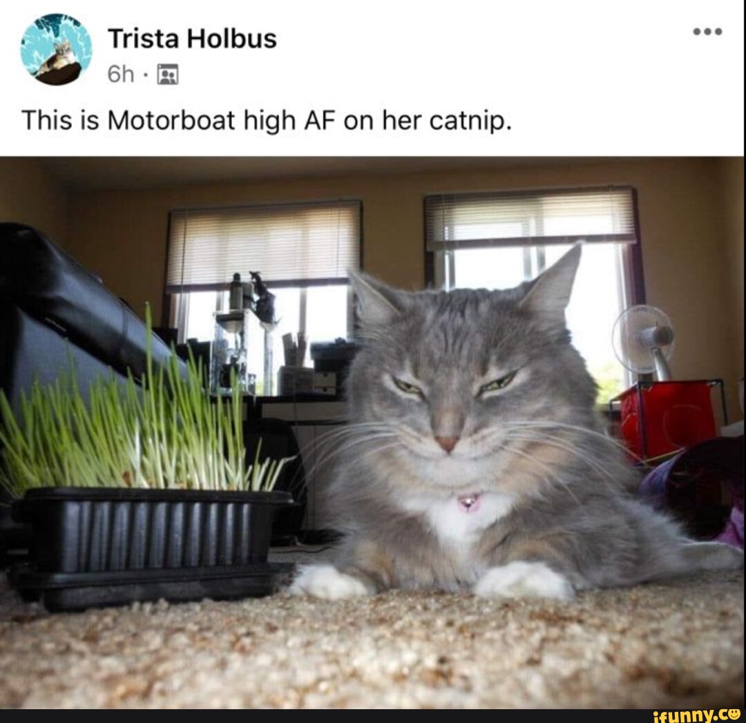 Motorboat memes. Best Collection of funny Motorboat pictures on iFunny