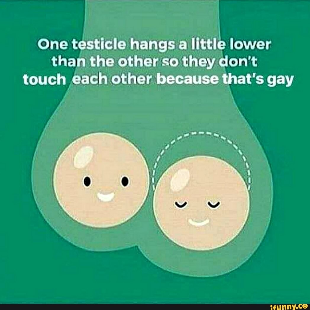 One testicle hangs little lower than the other so they don't touch each ...