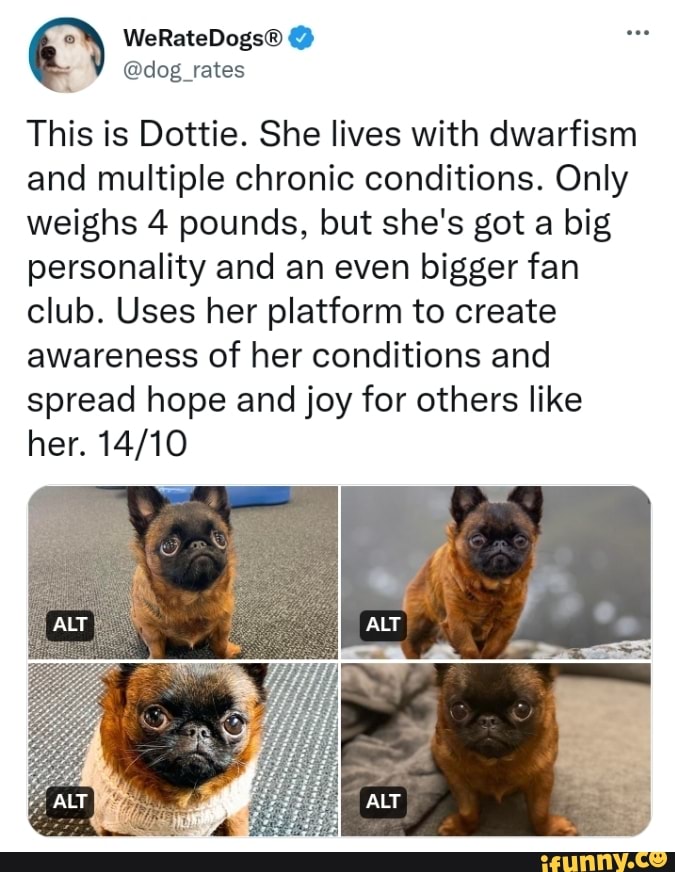 "dog rates This is Dottie. She lives with dwarfism and multiple chronic ...