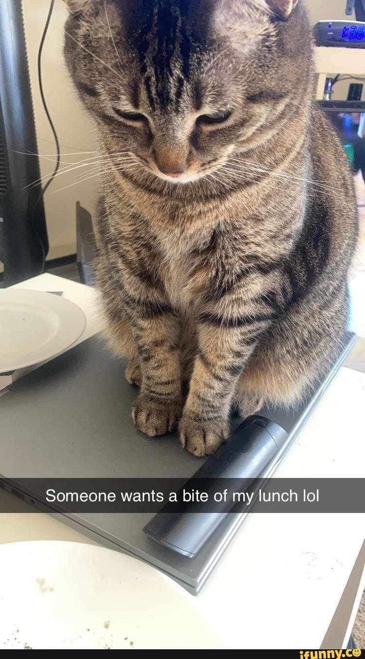 Hungry_cat memes. Best Collection of funny Hungry_cat pictures on iFunny