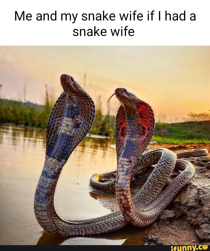 Video memes 7hQErNxk7 by robg704: 434 comments - iFunny