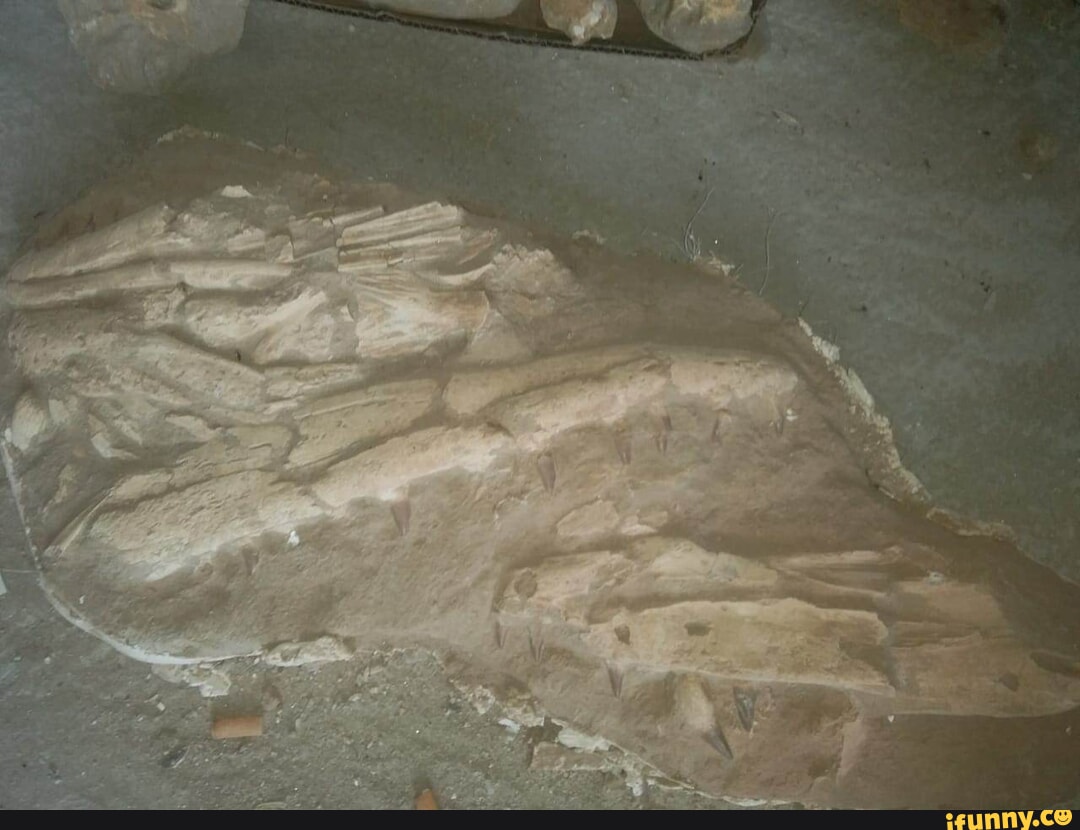 Mosasaur memes. Best Collection of funny Mosasaur pictures on iFunny