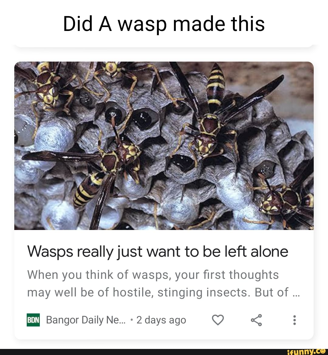 Did A wasp made this Wasps really just want to be left alone When you ...