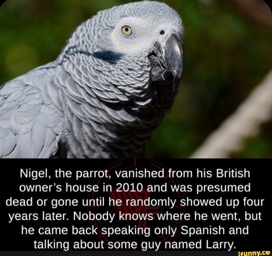 Nigel, the parrot, vanished from his British owner's house in 2010 and ...