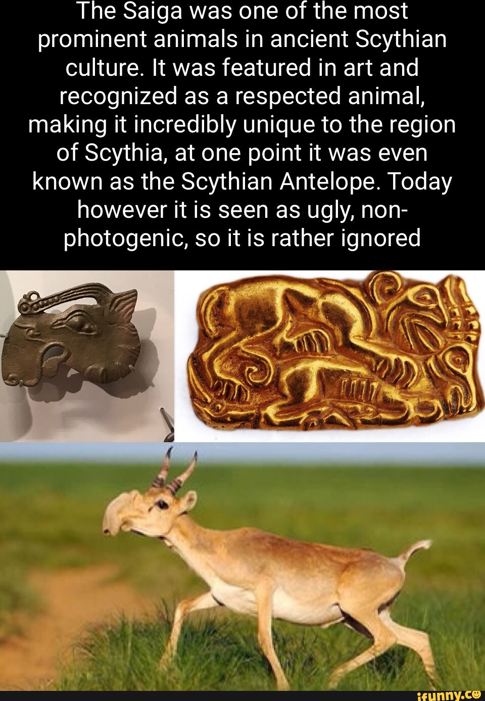 The Saiga was one of the most prominent animals in ancient Scythian ...