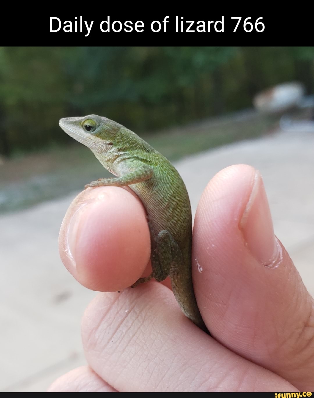 Daily dose of lizard 766 - iFunny