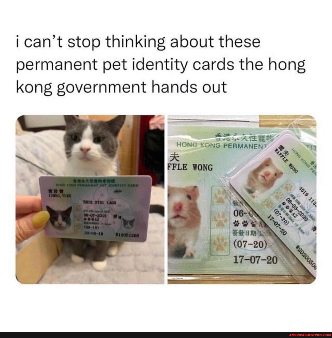 N/A - i can't stop thinking about these permanent pet identity cards ...